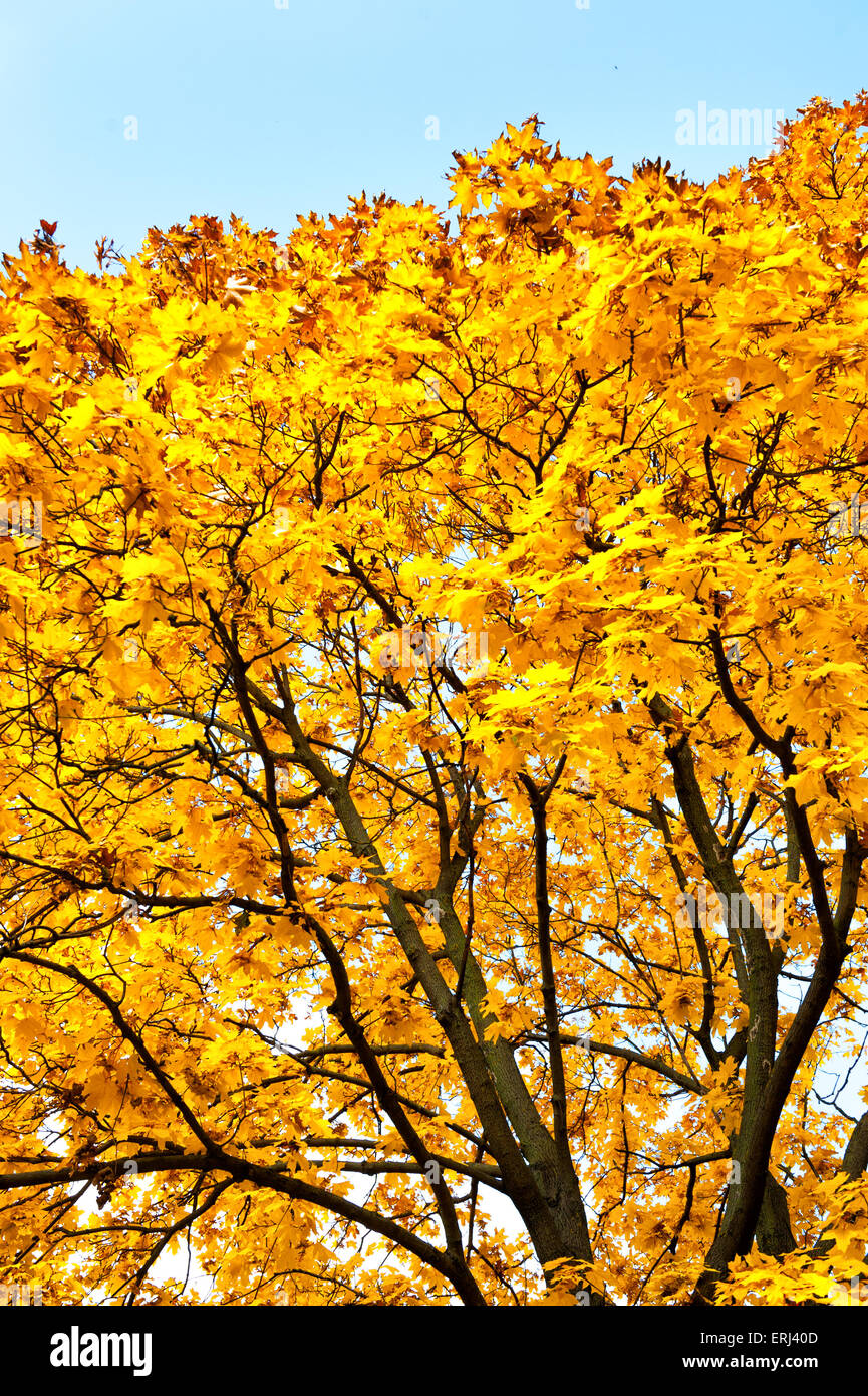 bright yellow trees in autumn forest Stock Photo - Alamy