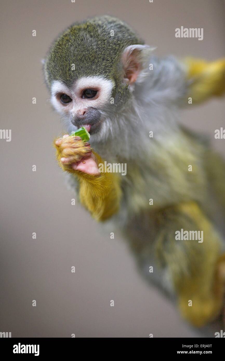 Black-capped Squirrel Monkey Stock Photo - Alamy