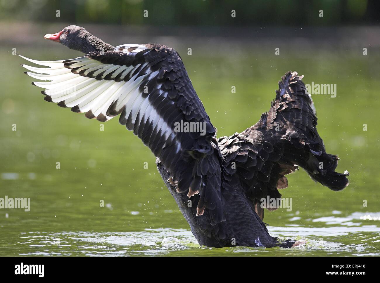Swan beating wings hi-res stock photography and images - Alamy