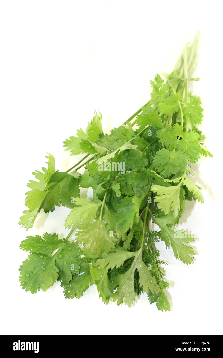 green bunch of coriander on a light background Stock Photo - Alamy