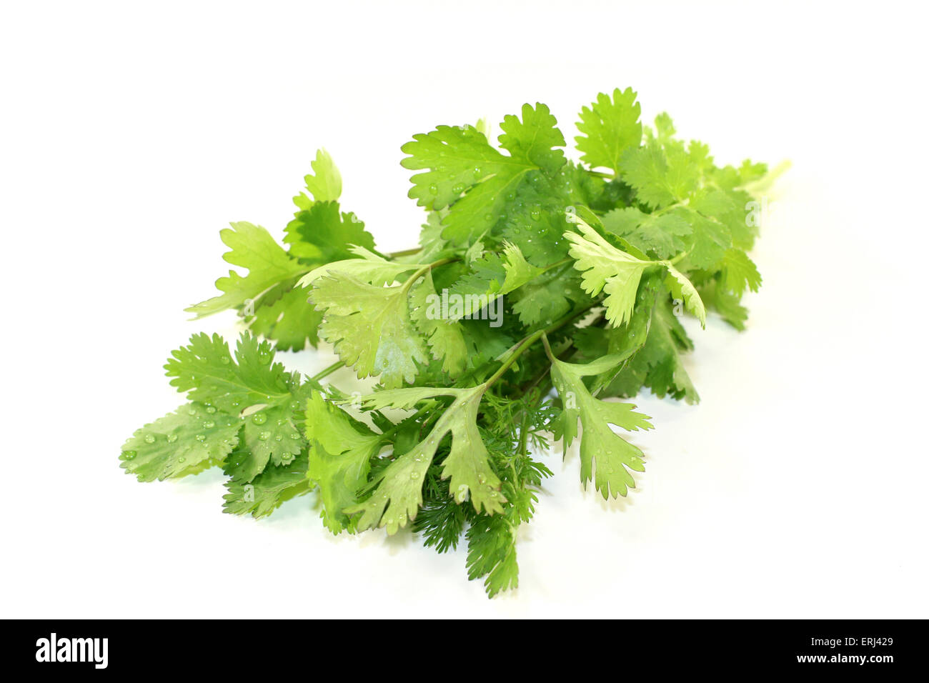 green bunch of coriander on a light background Stock Photo - Alamy