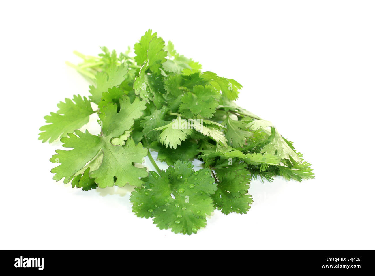 green bunch of coriander on a light background Stock Photo - Alamy