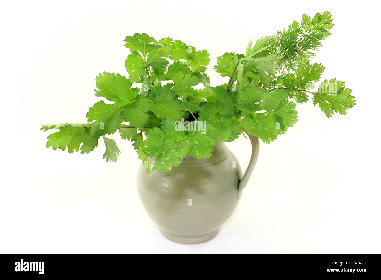 green bunch of coriander on a light background Stock Photo - Alamy