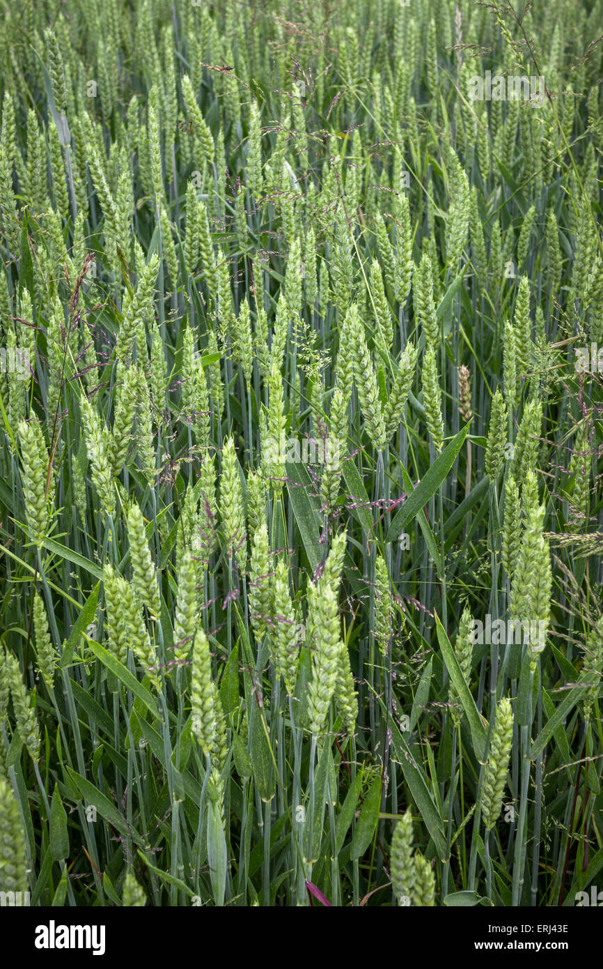 Top view of a wheat field Stock Photo - Alamy