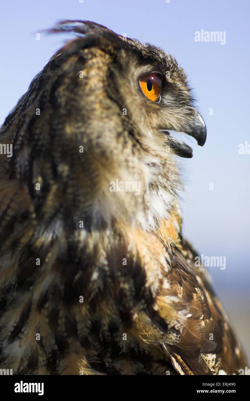 Owl side profile hi-res stock photography and images - Alamy