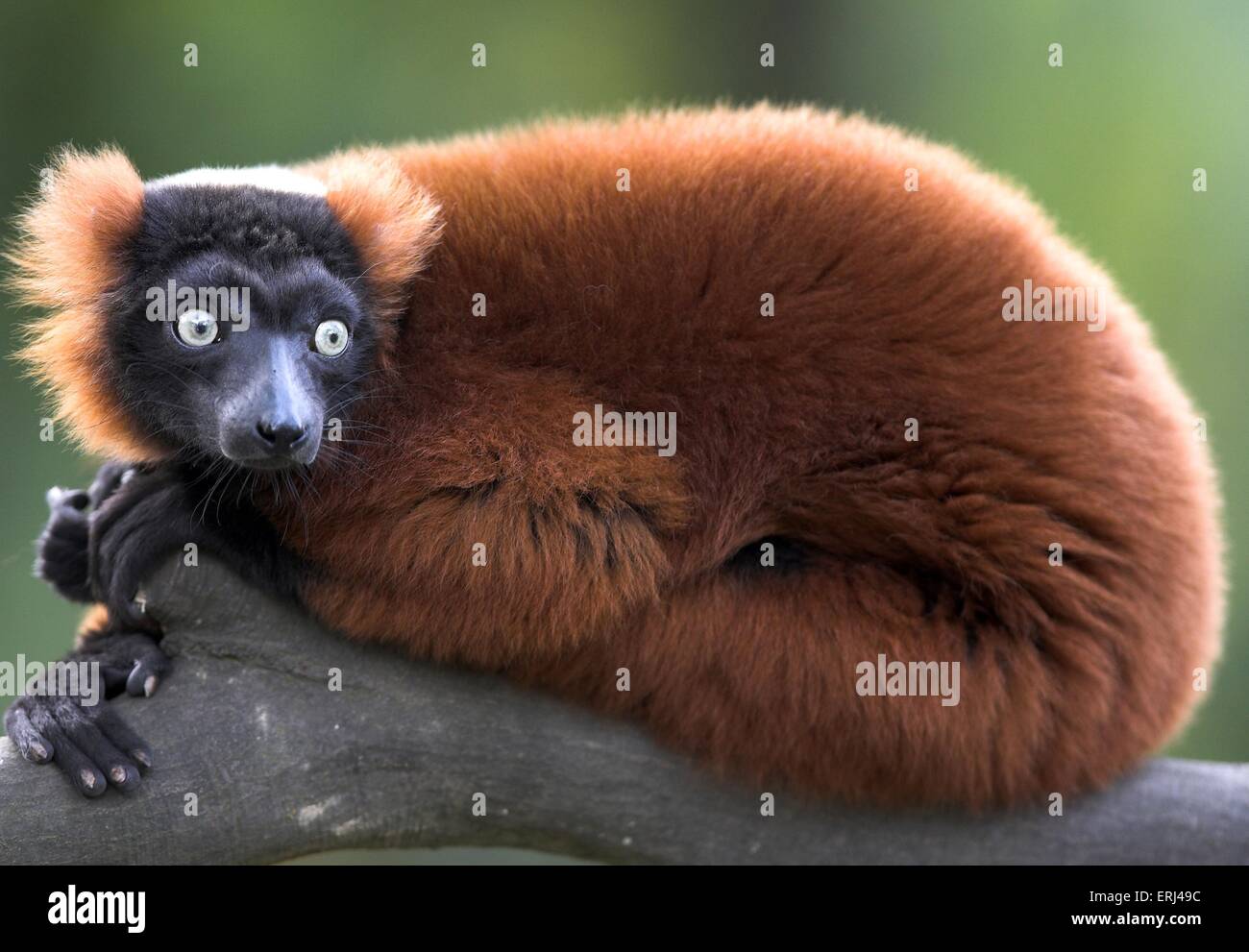 Monkey lies hi-res stock photography and images - Alamy