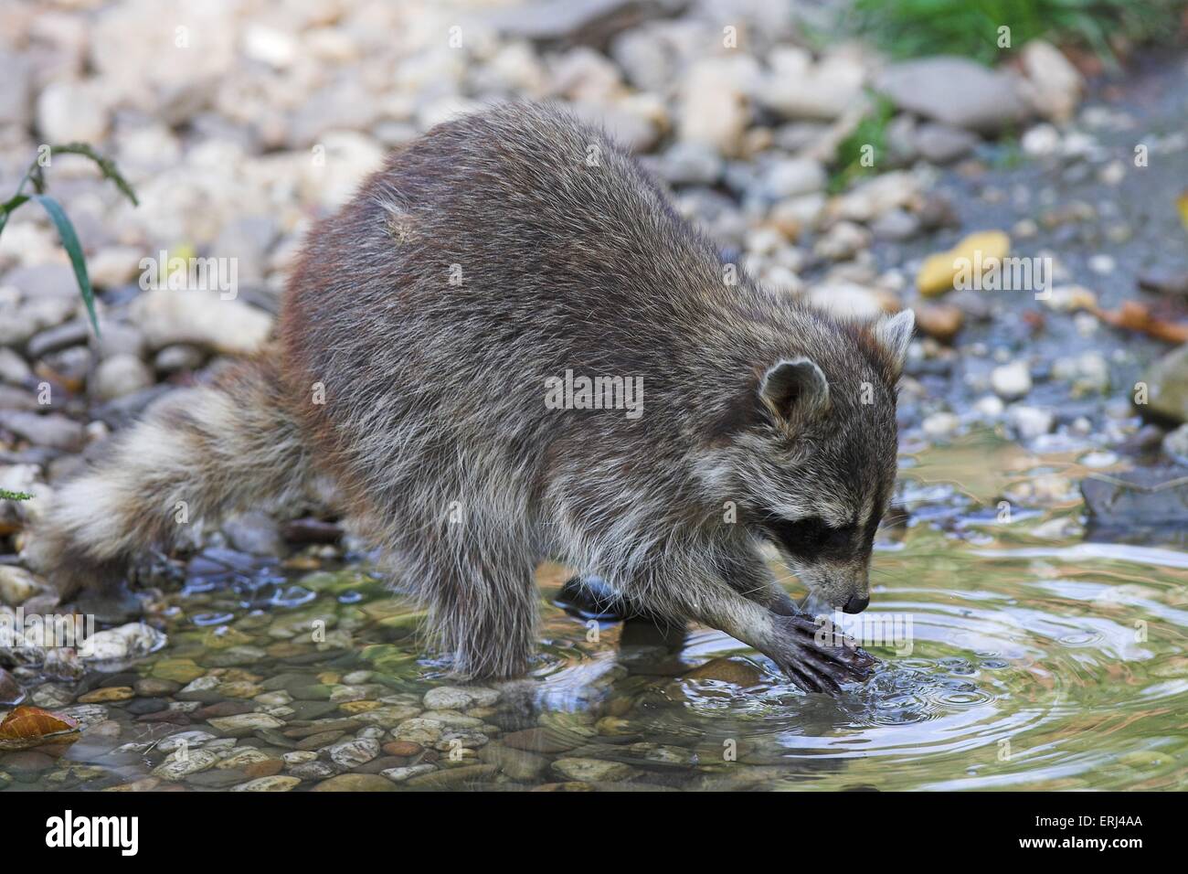 racoon washes food Stock Photo - Alamy