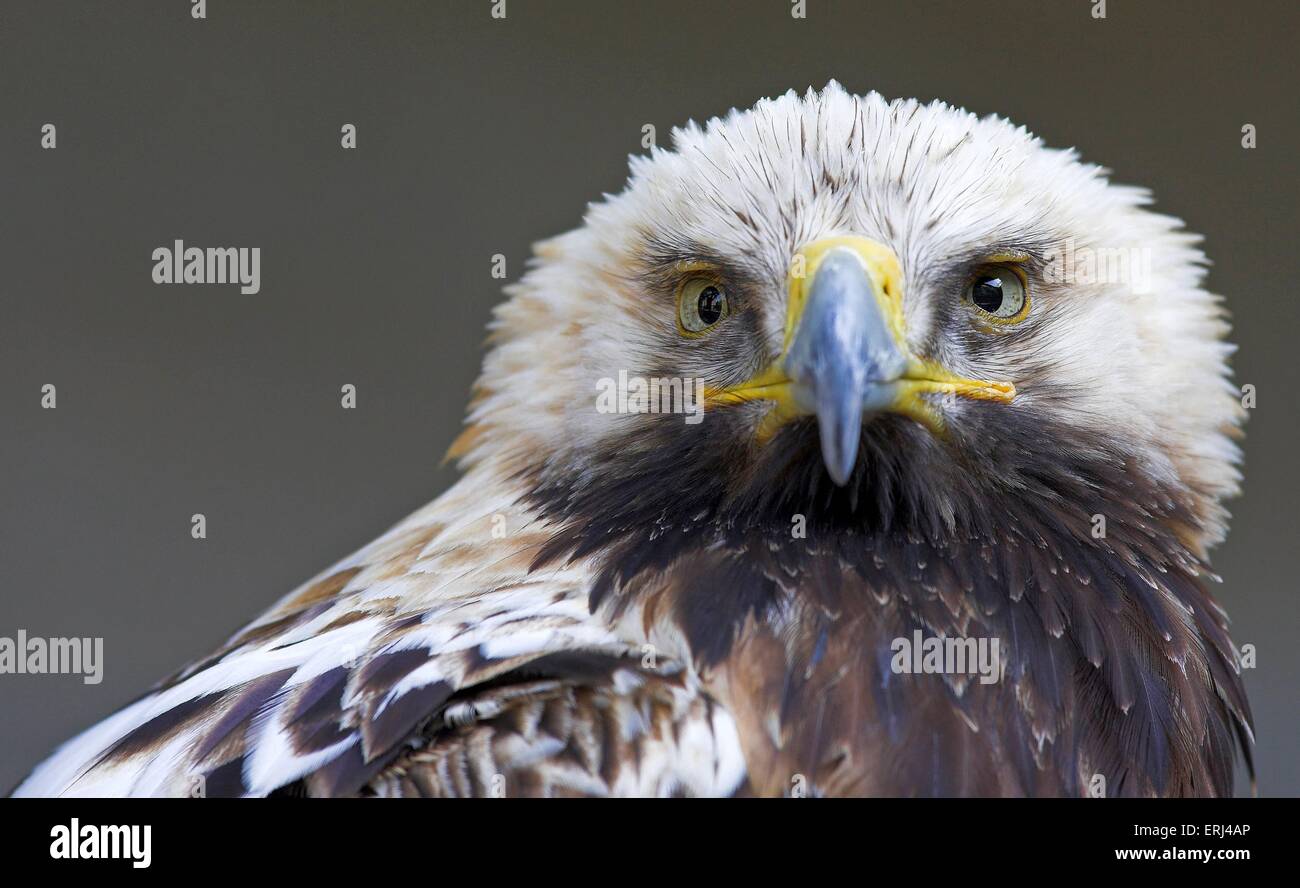 Eagles eye view hi-res stock photography and images - Alamy