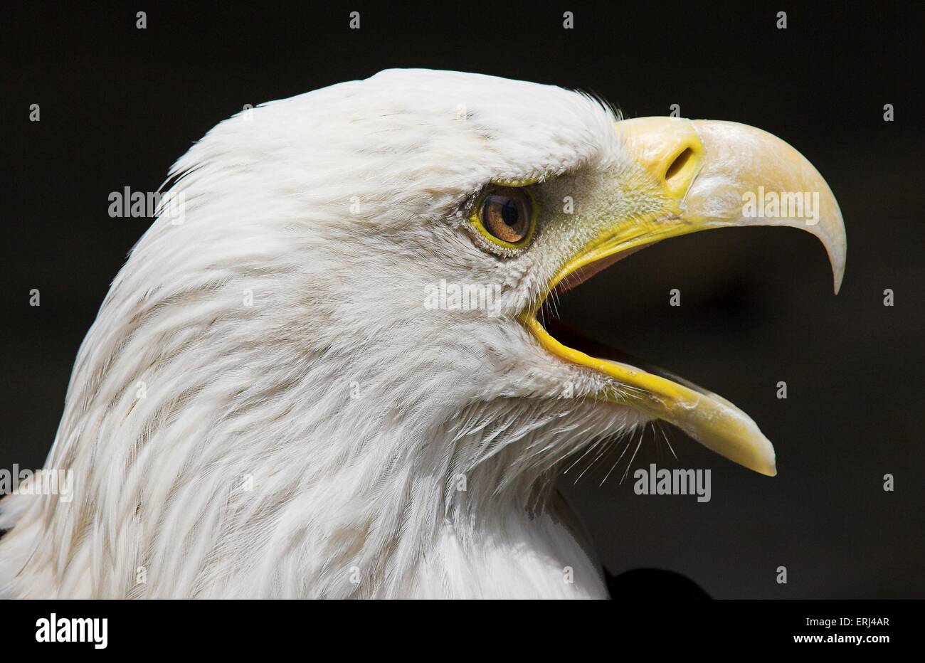 Eagle call hi-res stock photography and images - Alamy