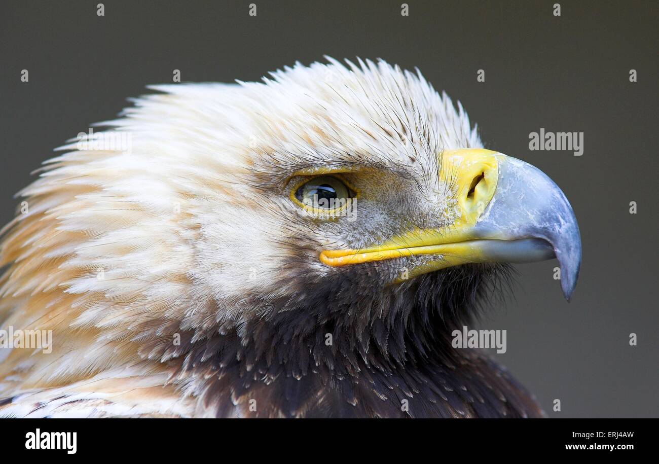 American raptors hi-res stock photography and images - Alamy