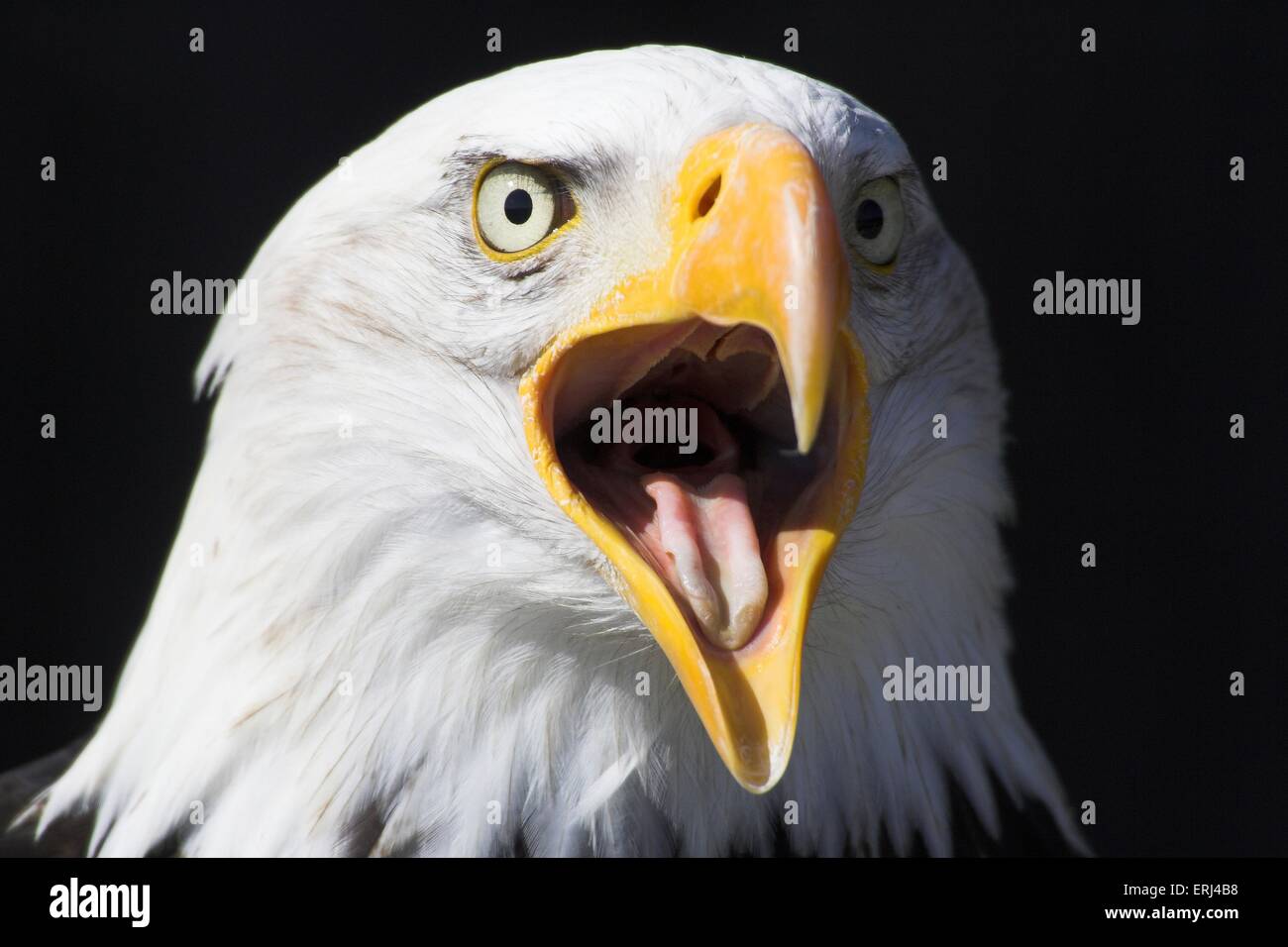 Eagle beaks hi-res stock photography and images - Alamy