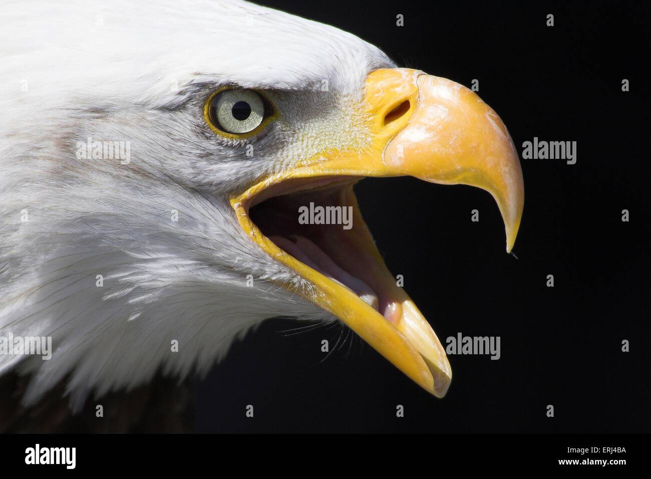 Eagle beaks hi-res stock photography and images - Alamy