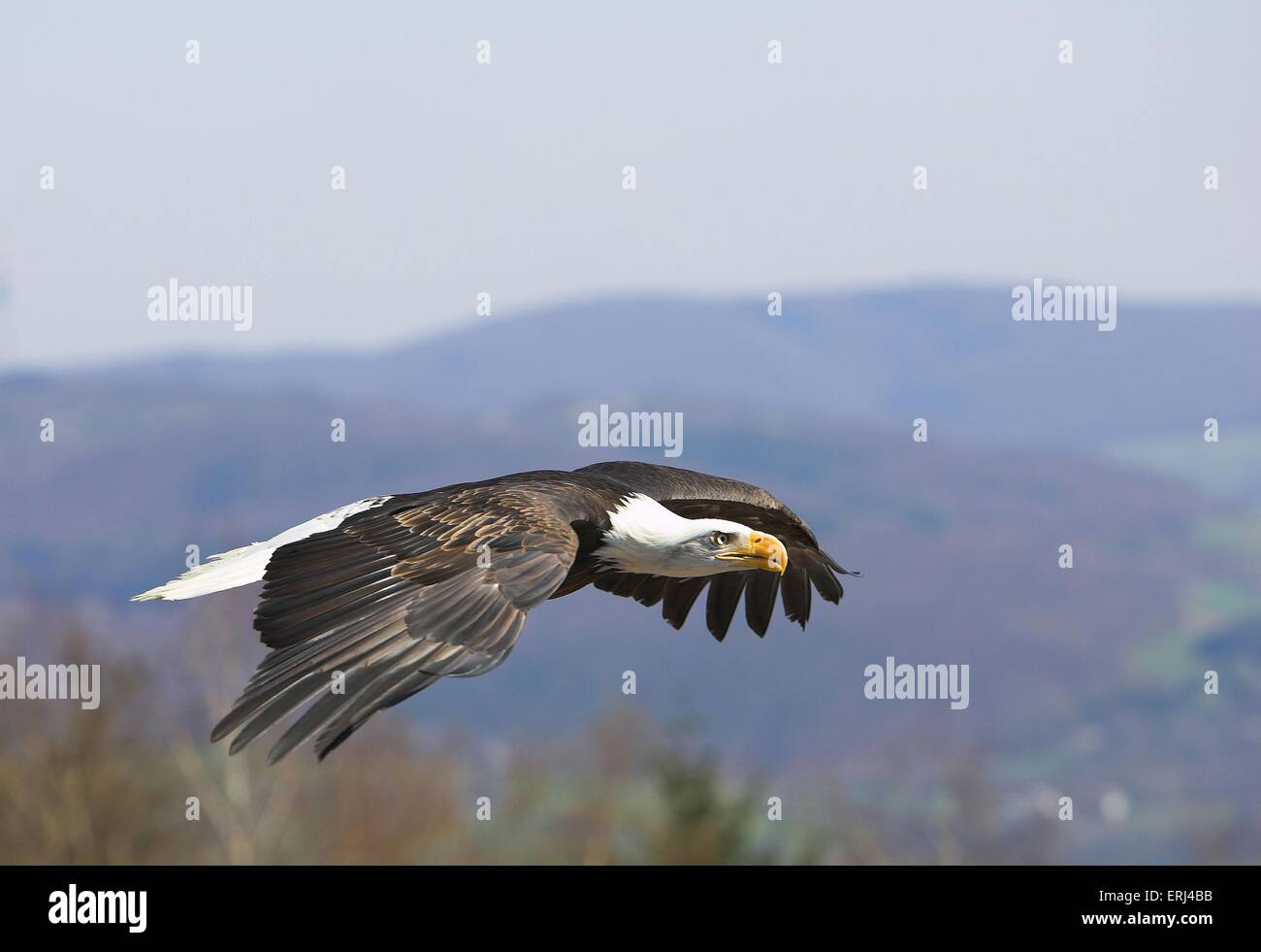 Eagle flying head hi-res stock photography and images - Alamy