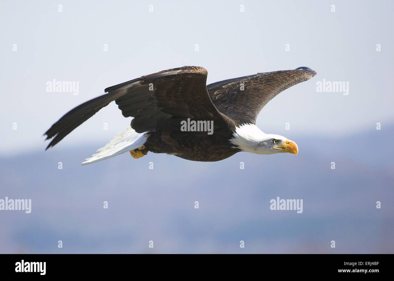 flying american eagle Stock Photo - Alamy