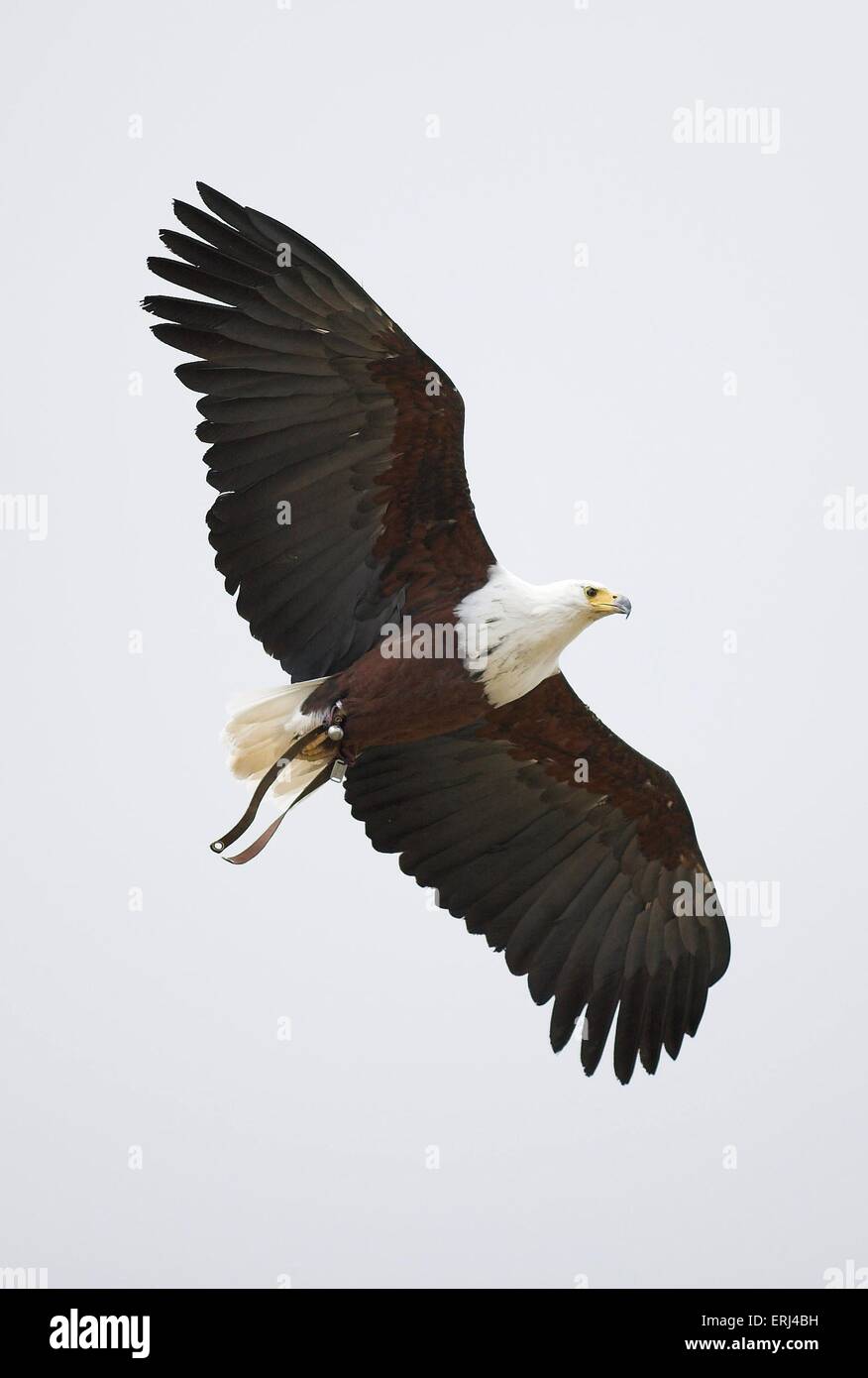 Eagle flying head hi-res stock photography and images - Alamy