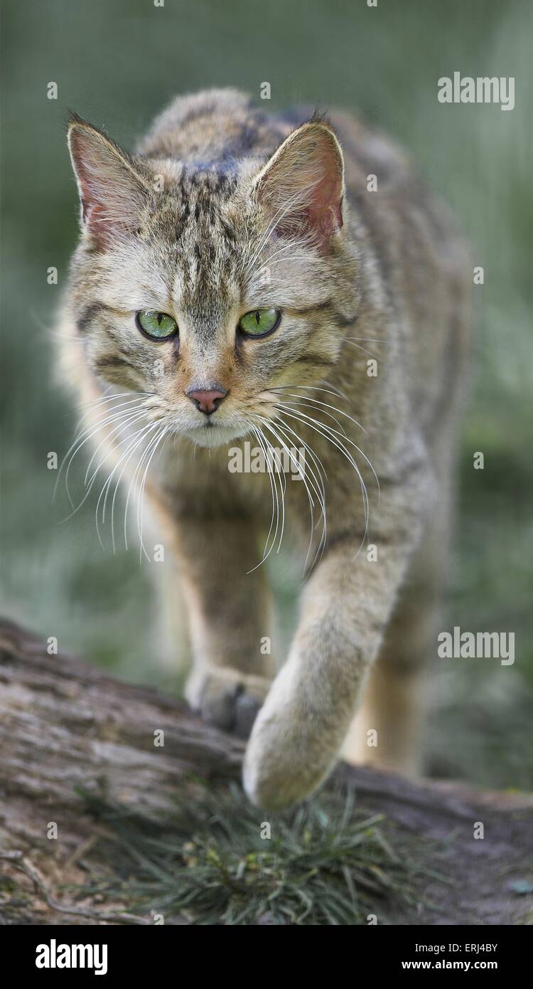 Wildcat walking hi-res stock photography and images - Alamy