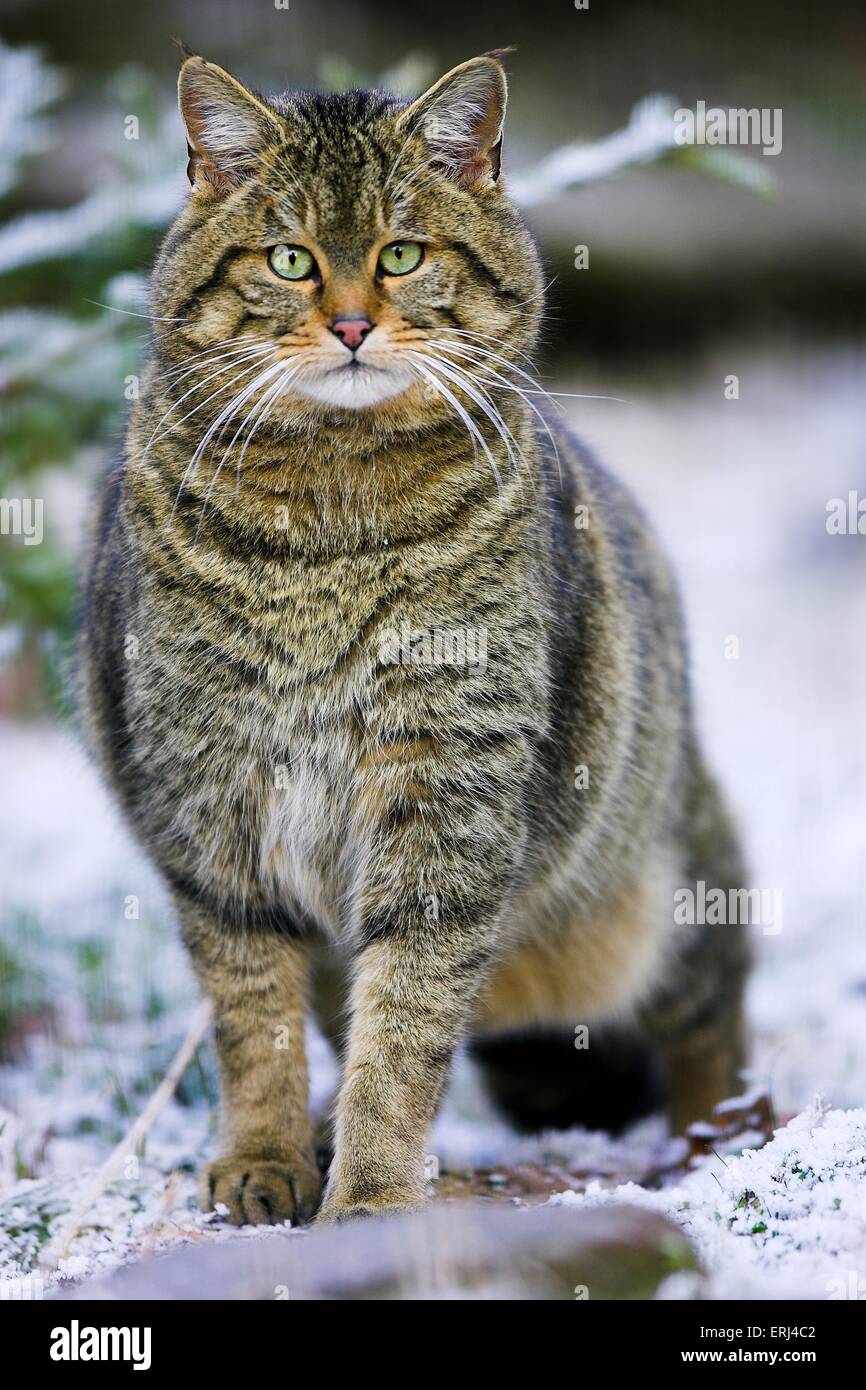 Wildcat with prey snow hi-res stock photography and images - Alamy