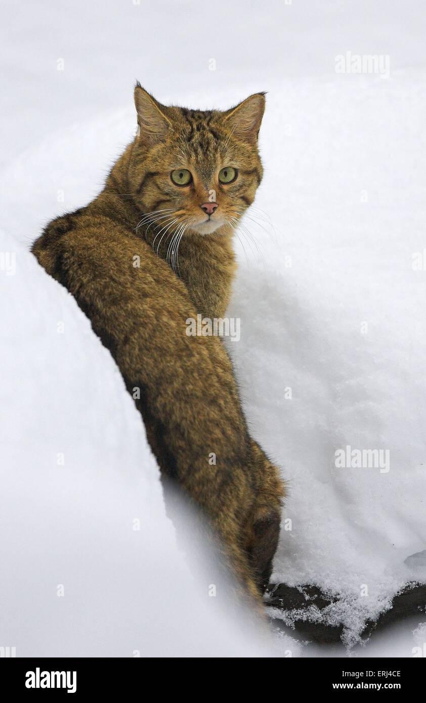 Wildcat with prey snow hi-res stock photography and images - Alamy