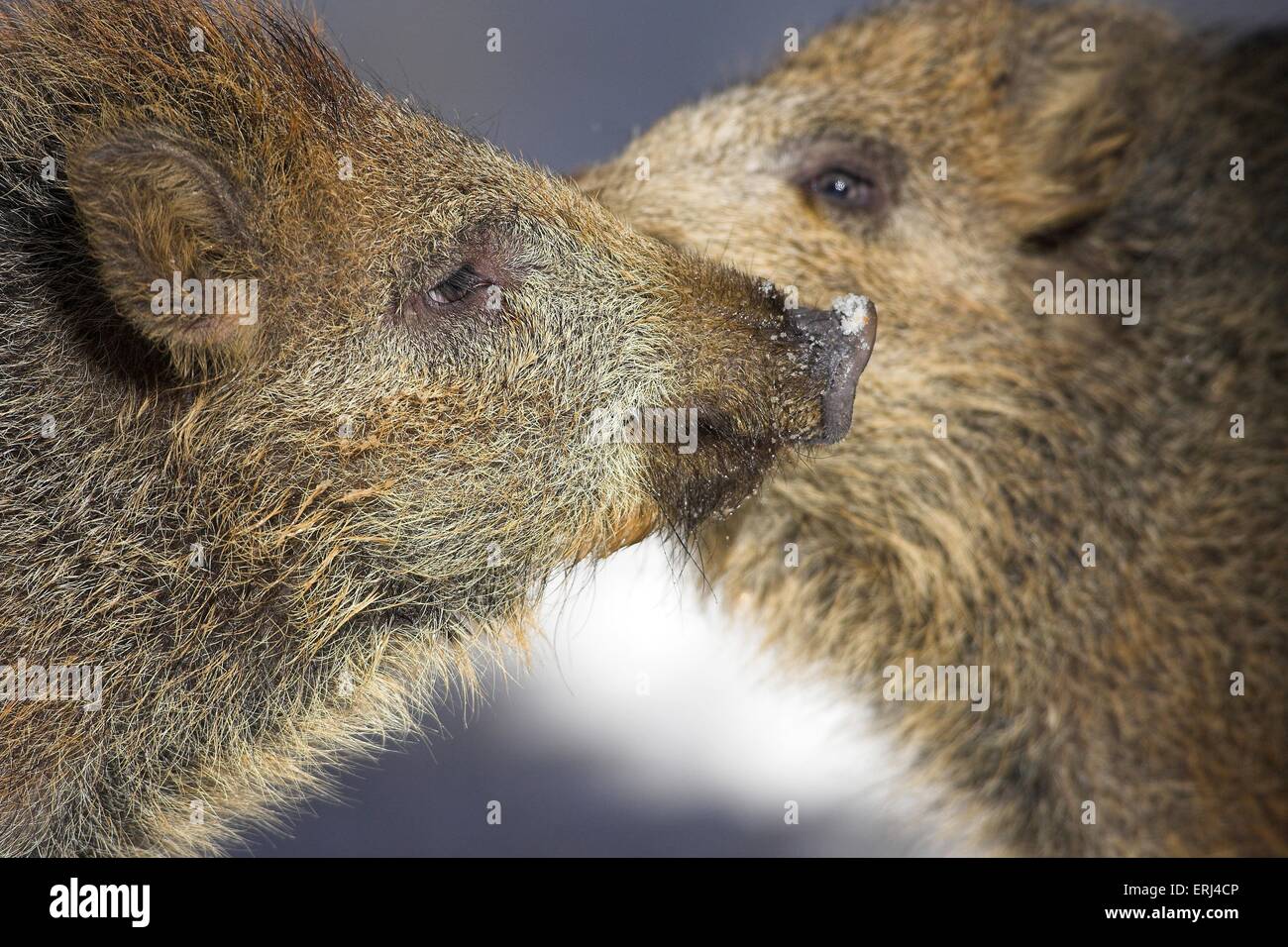 Two boars heads hi-res stock photography and images - Alamy