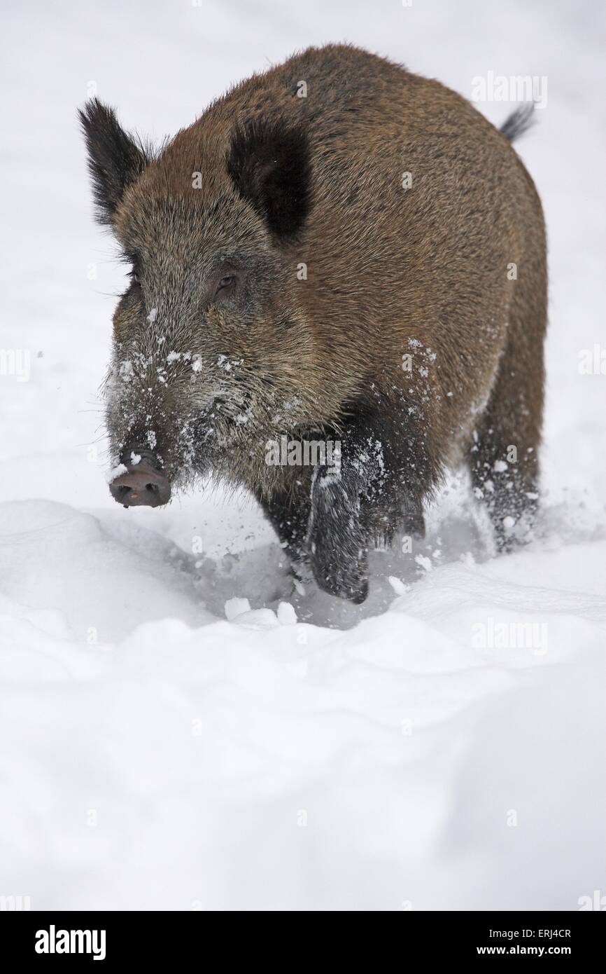 Boar walk hi-res stock photography and images - Alamy