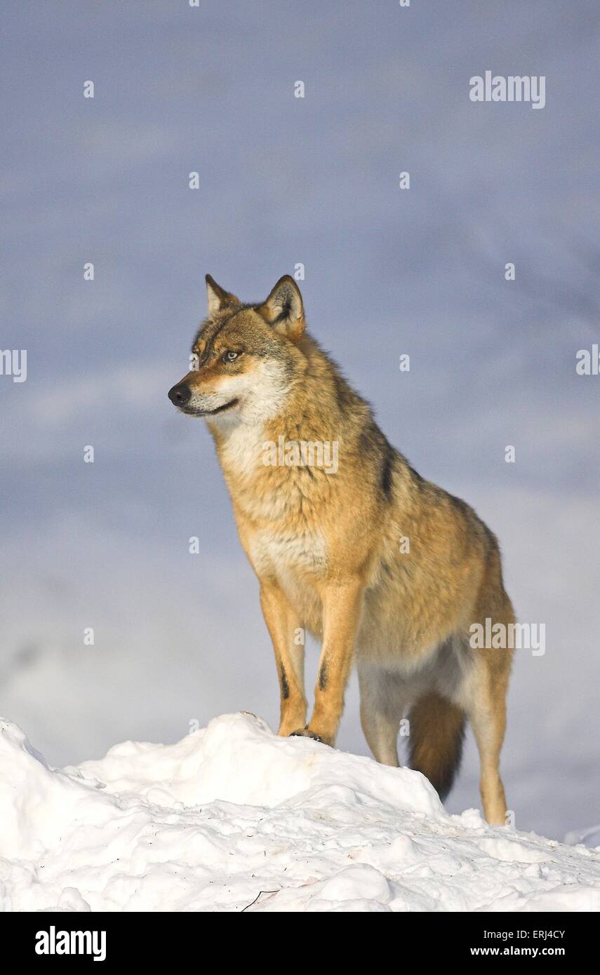 Wolves Snow High Resolution Stock Photography and Images - Alamy