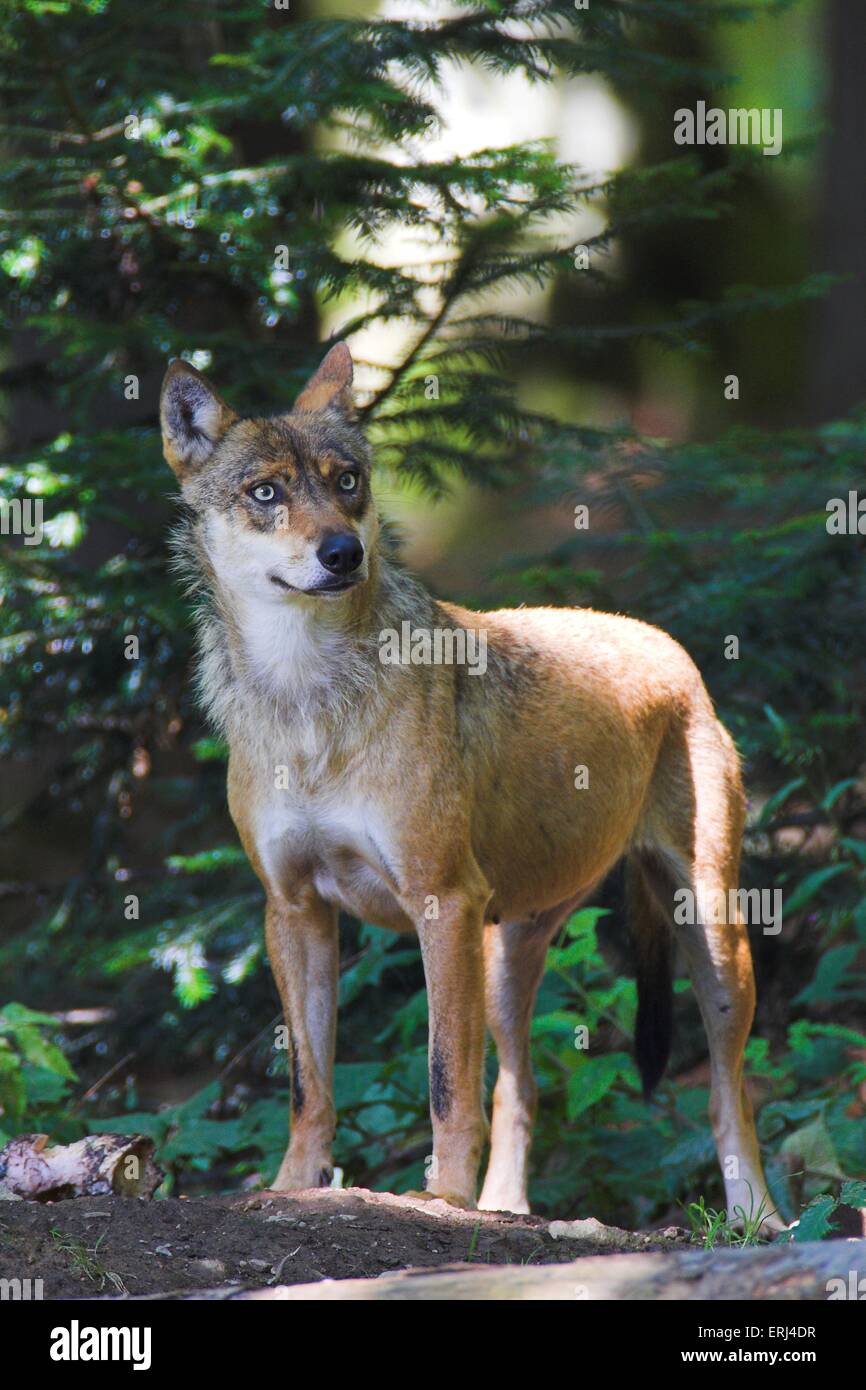 Wolf stands hi-res stock photography and images - Alamy