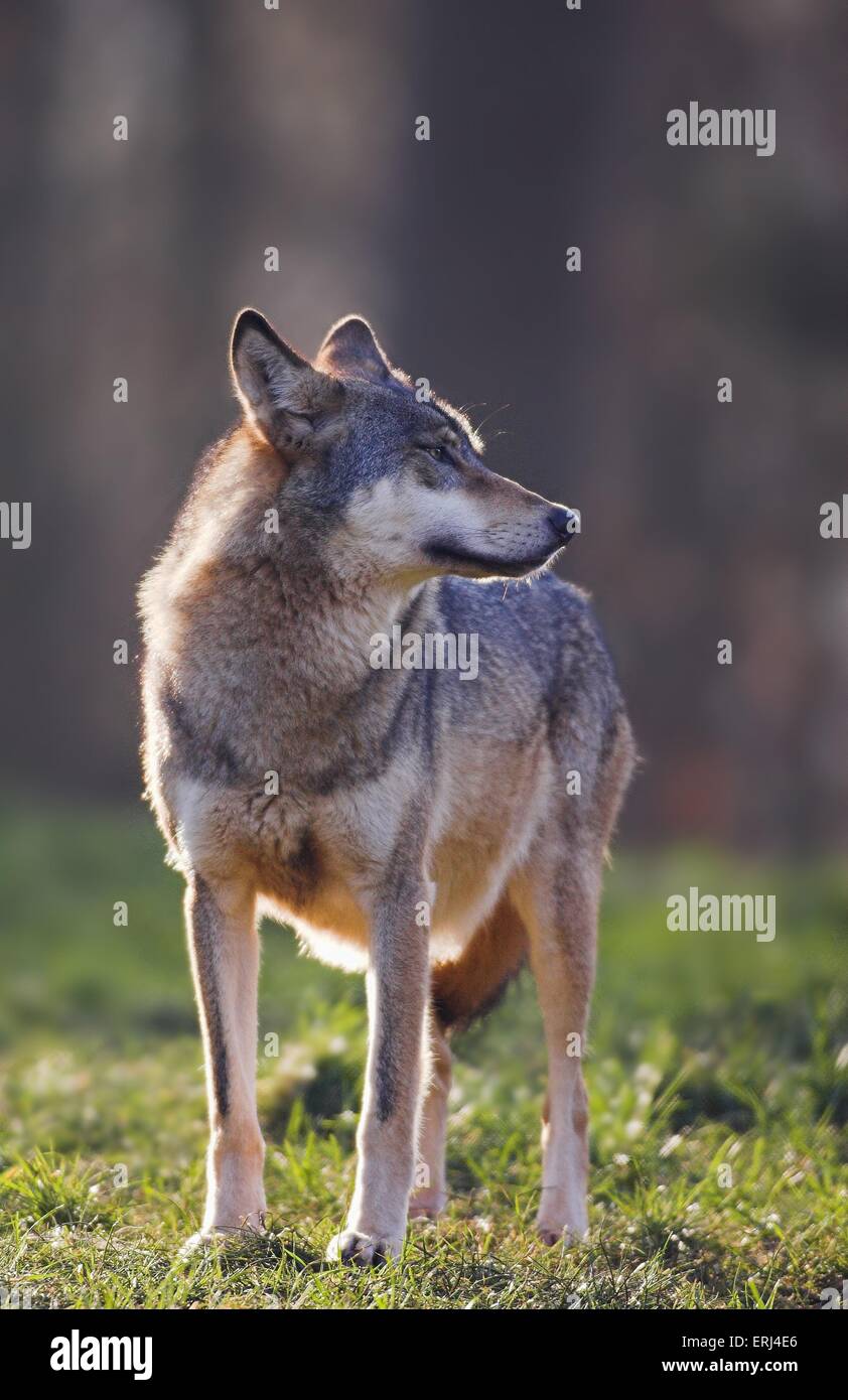 Gray Wolf Standing Lateral High Resolution Stock Photography and Images ...