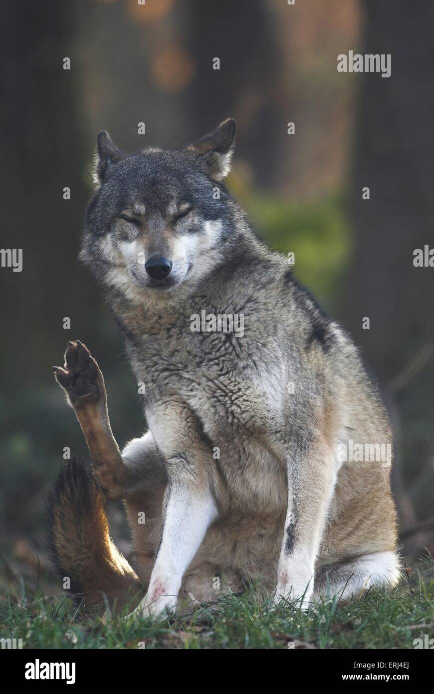 Sitting wolf hi-res stock photography and images - Alamy