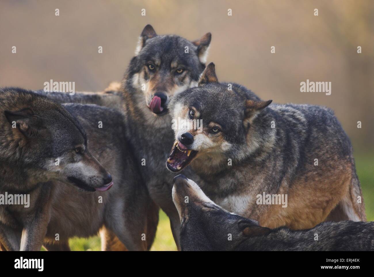 Gray Wolf Dominance Behavior Stock Photos & Gray Wolf Dominance ...
