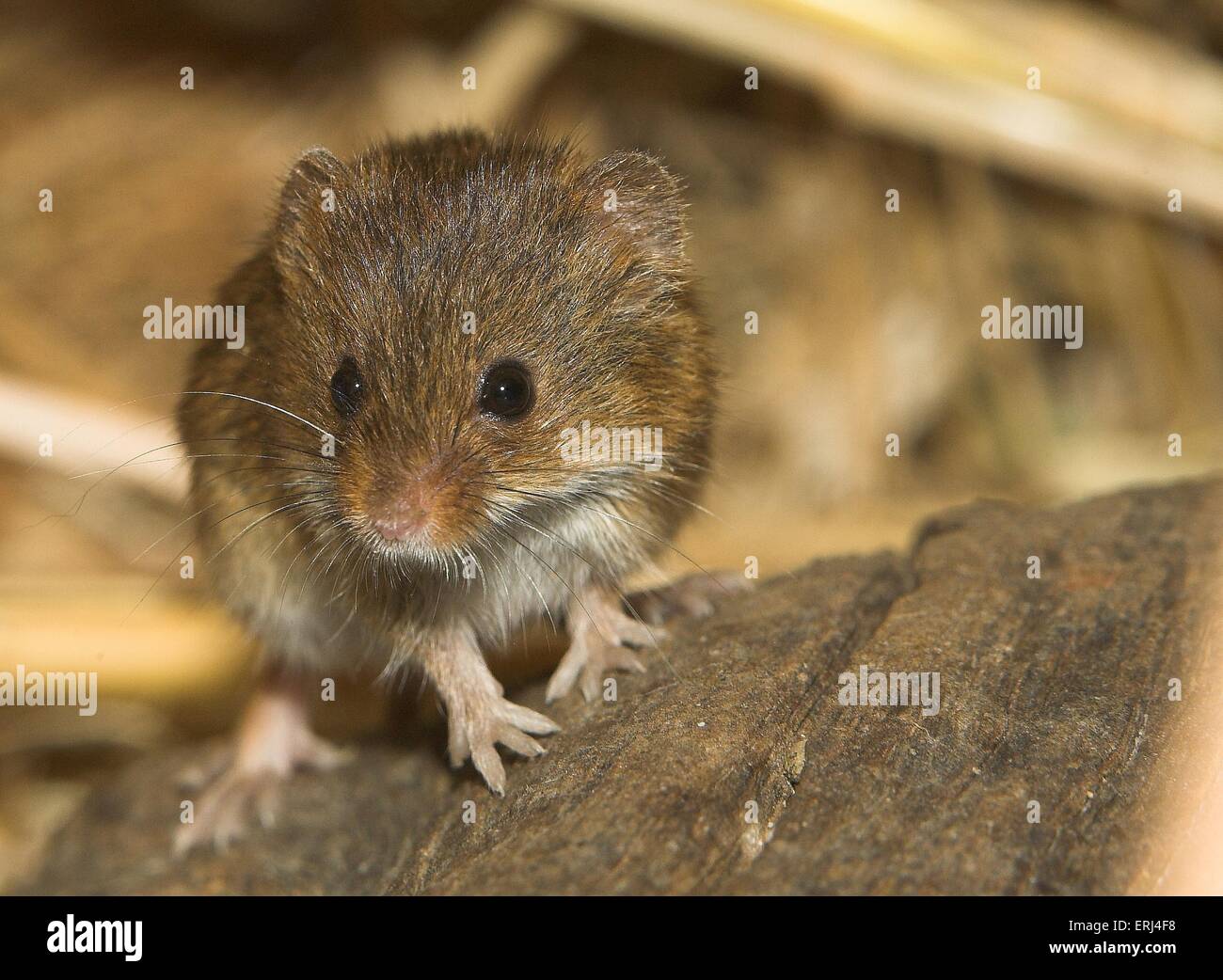 Straw mouse hi-res stock photography and images - Alamy