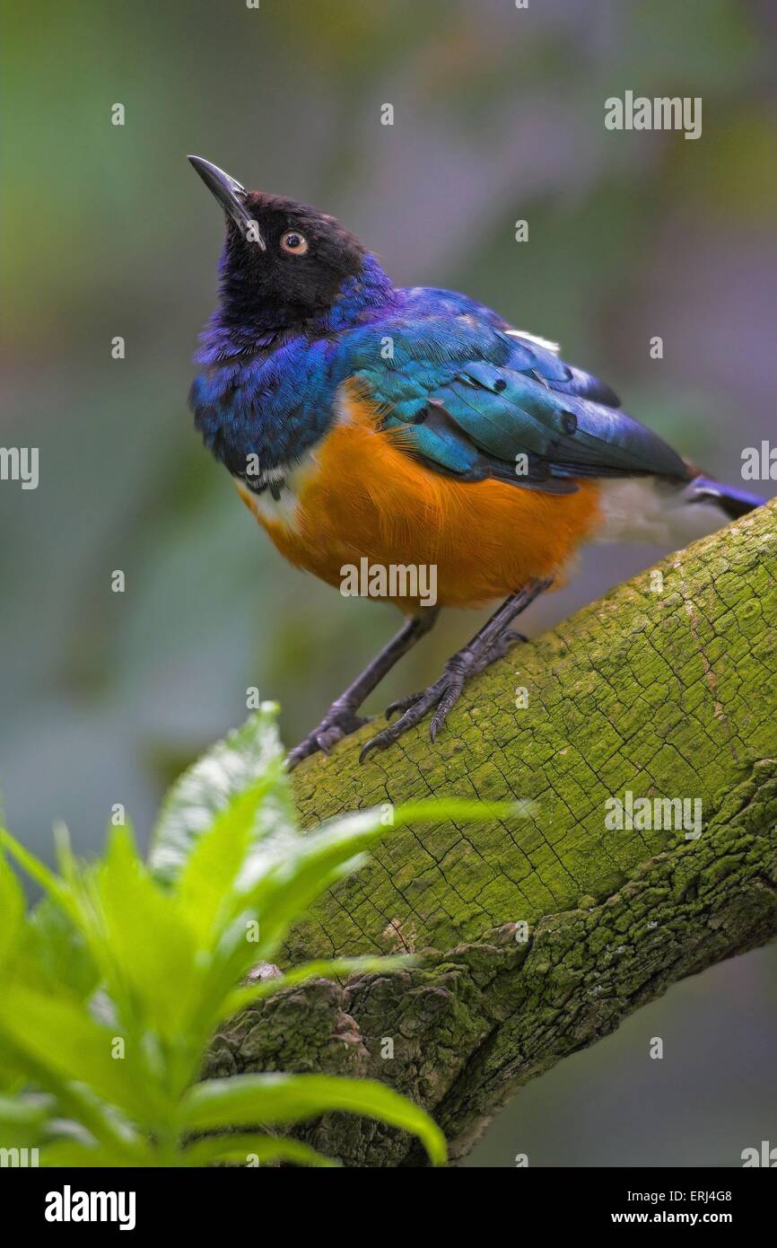 Superb starling hi-res stock photography and images - Alamy