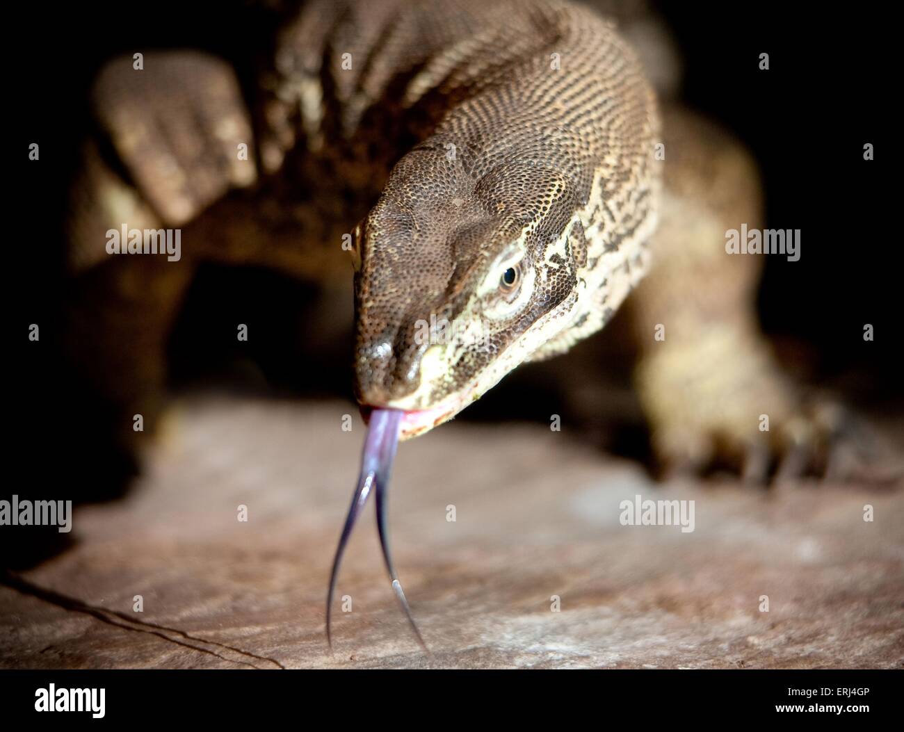 Goanna hi-res stock photography and images - Alamy