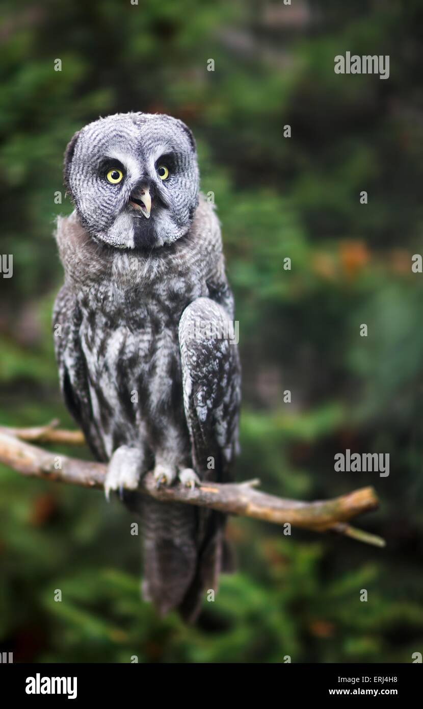 Vertical great grey owl hi-res stock photography and images - Alamy