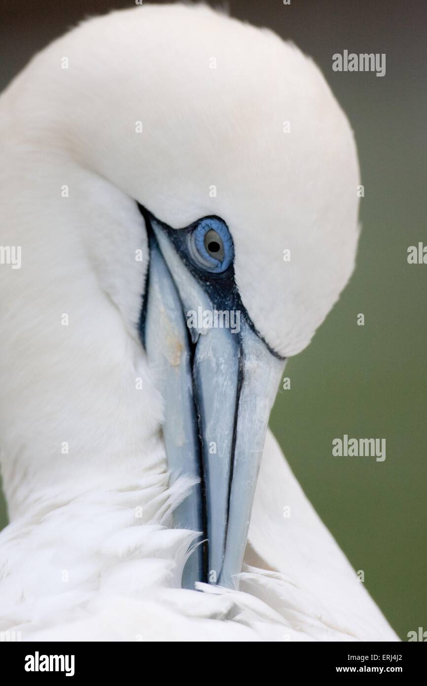 Gannet hi-res stock photography and images - Alamy