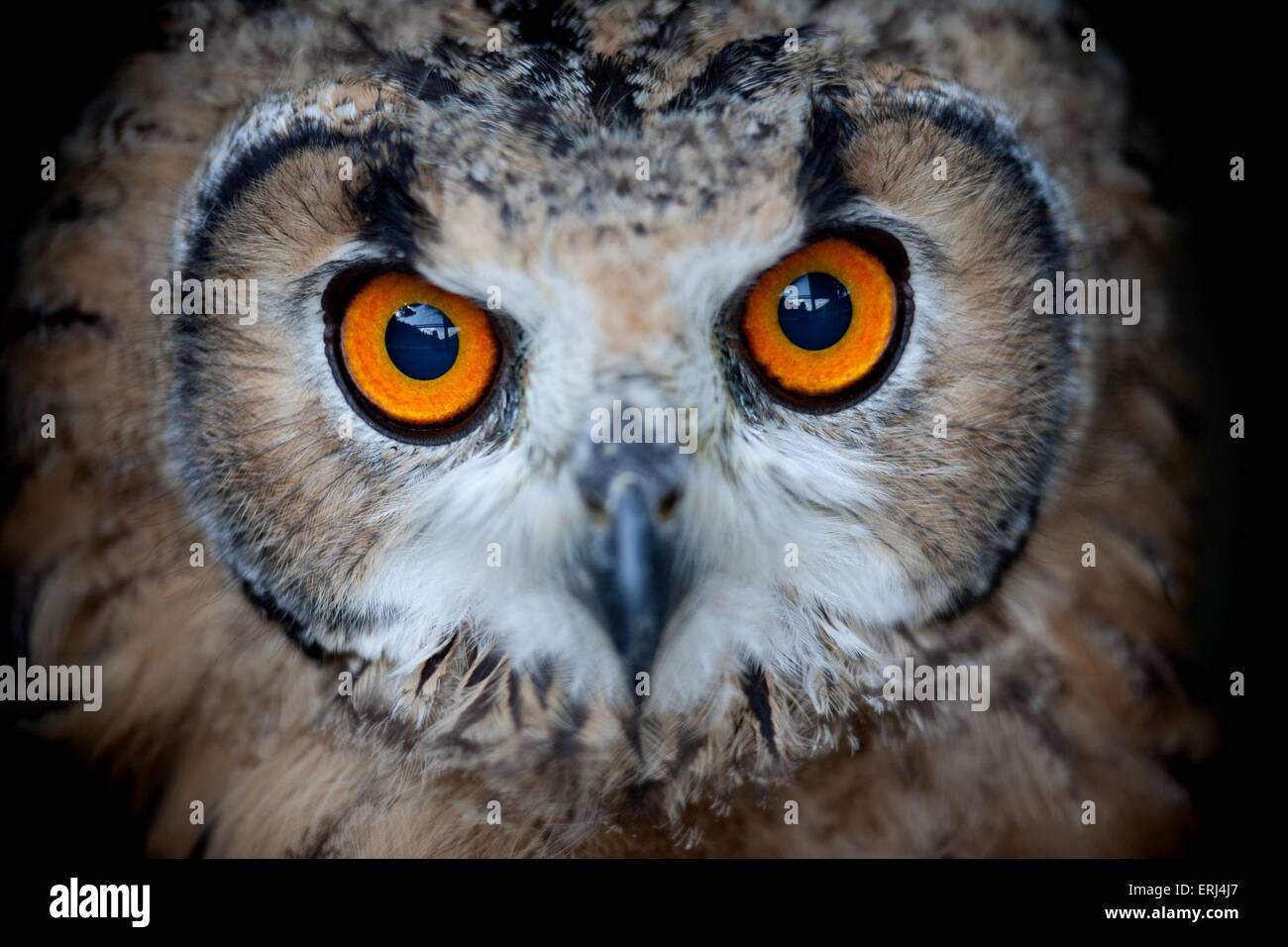 Bengal birds hi-res stock photography and images - Alamy