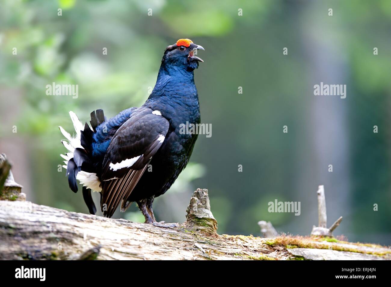 male black grouse Stock Photo - Alamy