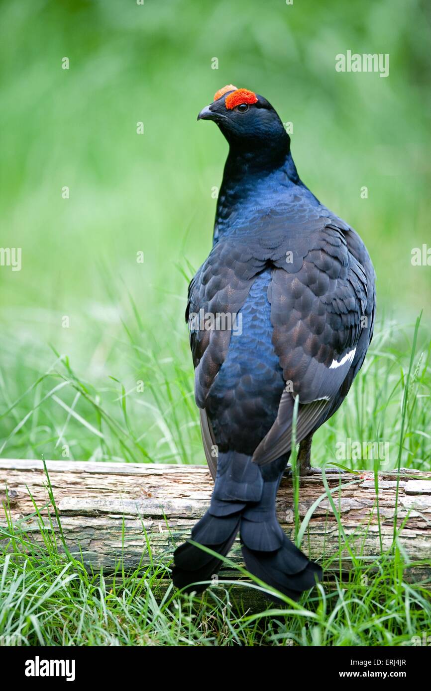 male black grouse Stock Photo - Alamy