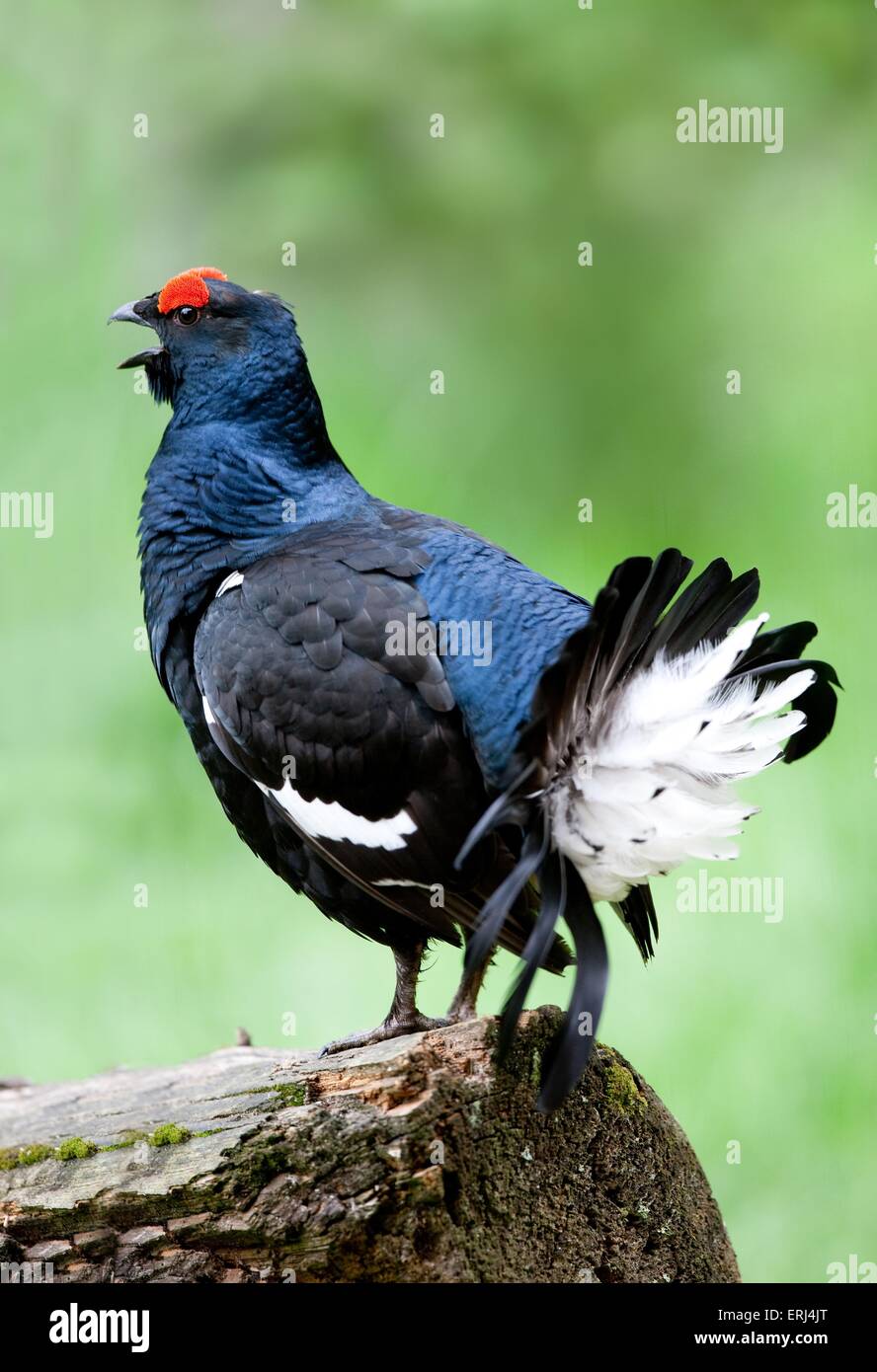 male black grouse Stock Photo - Alamy