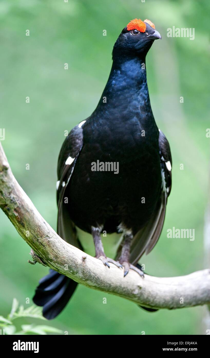 male black grouse Stock Photo - Alamy