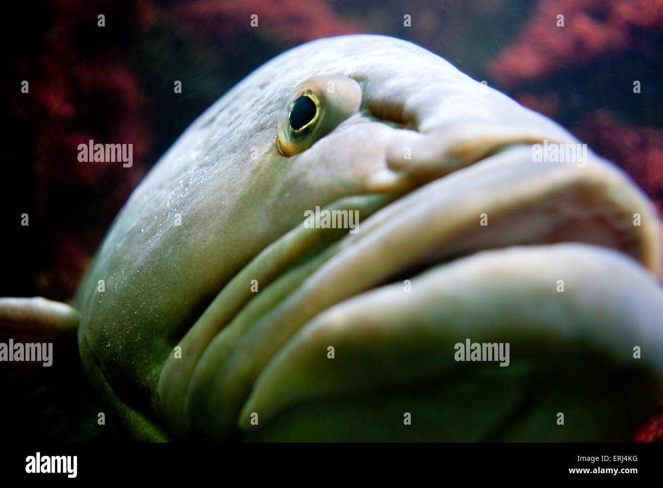 Groper fish hi-res stock photography and images - Alamy