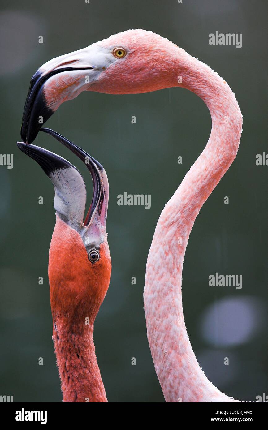 Juvenile flamingos hi-res stock photography and images - Alamy