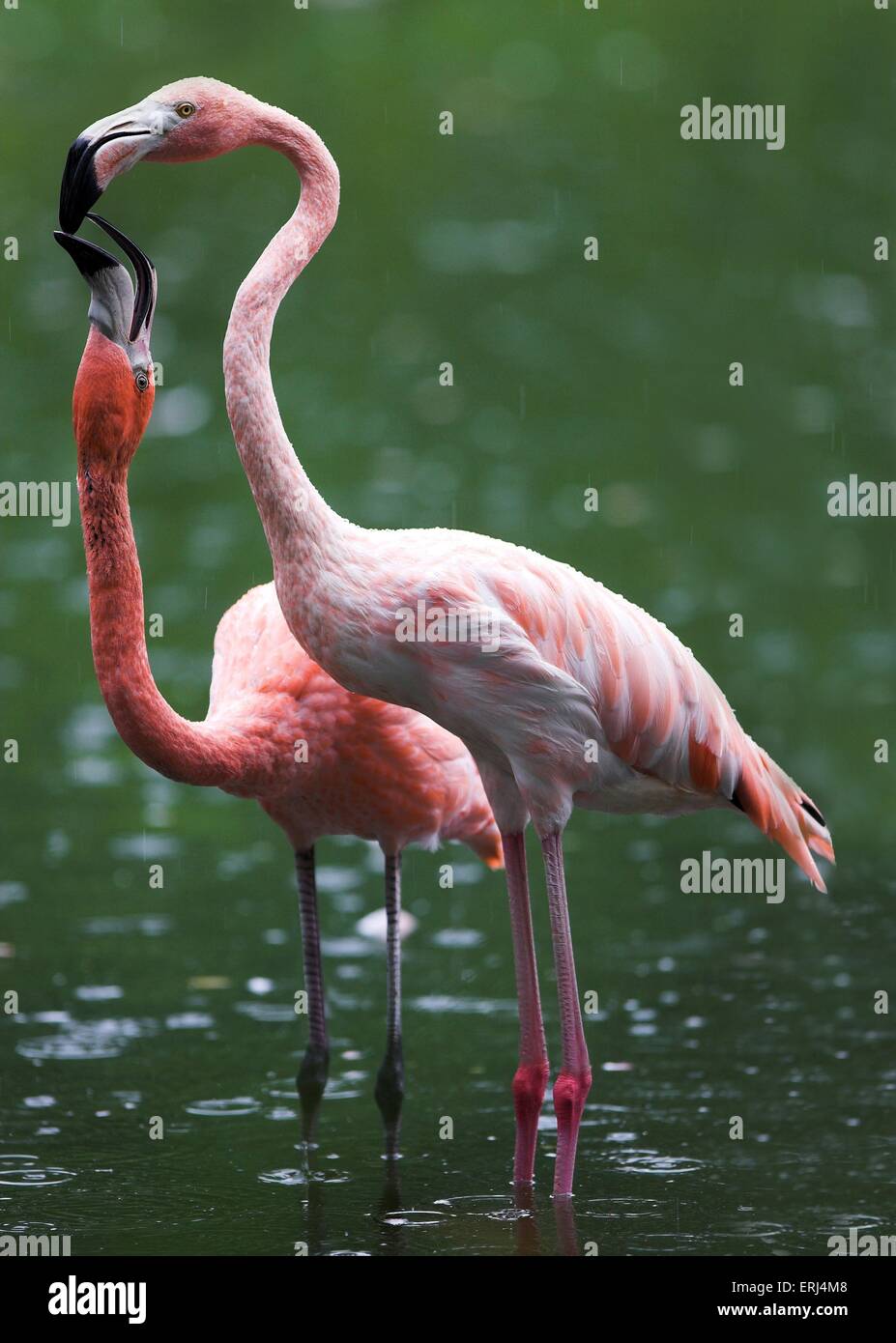 Vertical flamingos hi-res stock photography and images - Alamy