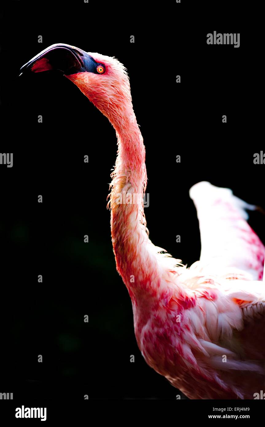 Flamingo heads hi-res stock photography and images - Alamy
