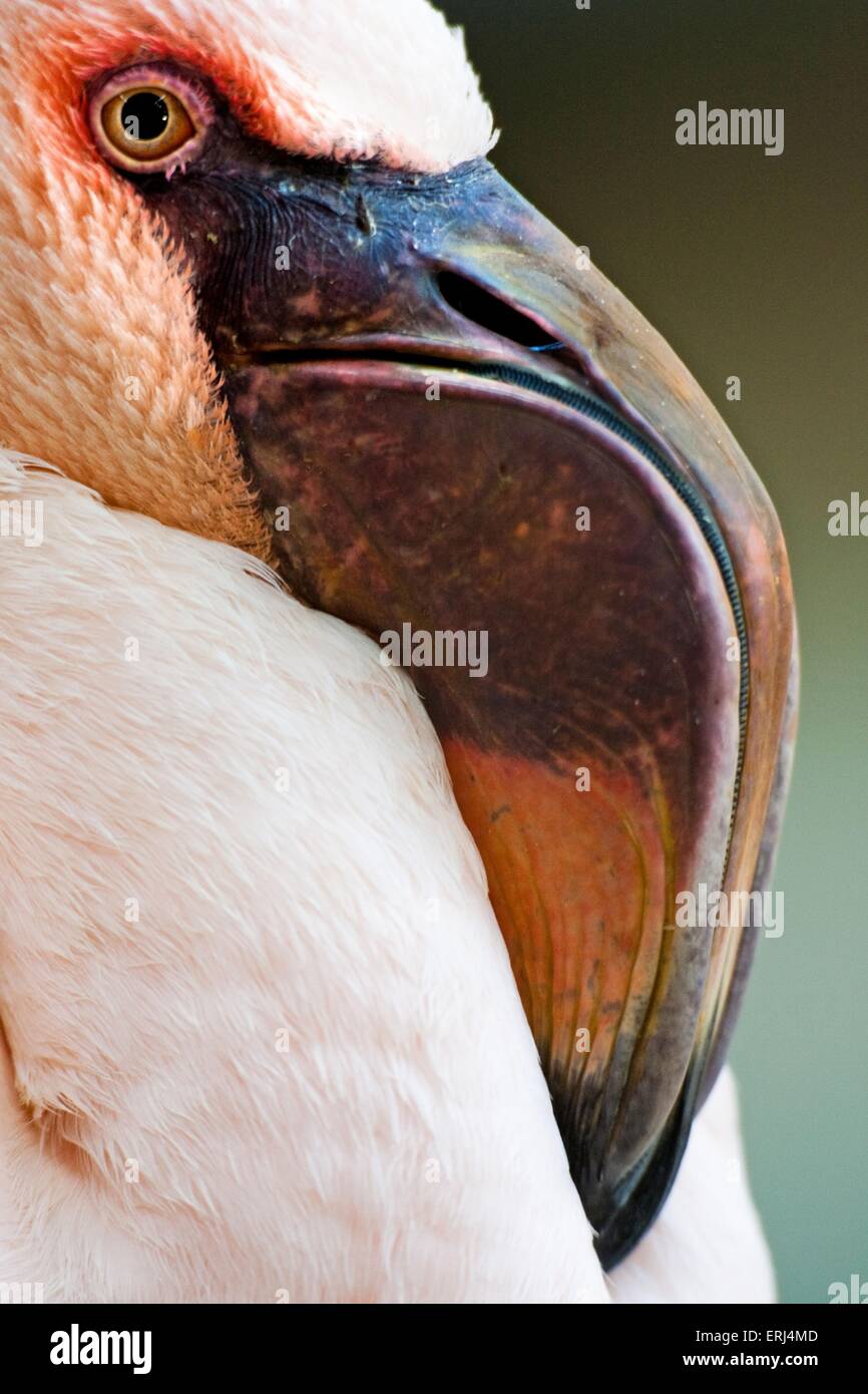 Close up flamingo face hi-res stock photography and images - Alamy