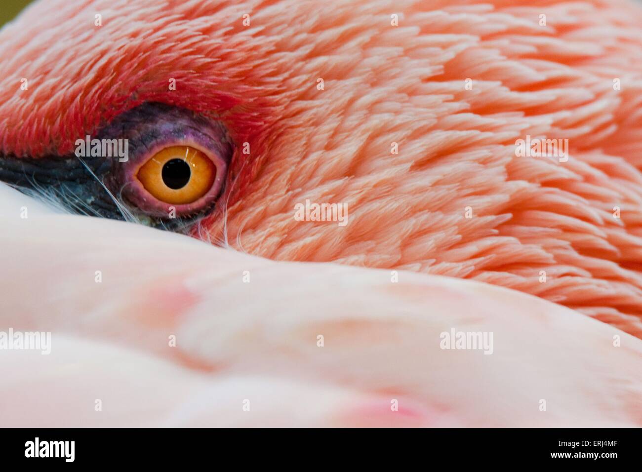 Flamingo outside hi-res stock photography and images - Alamy