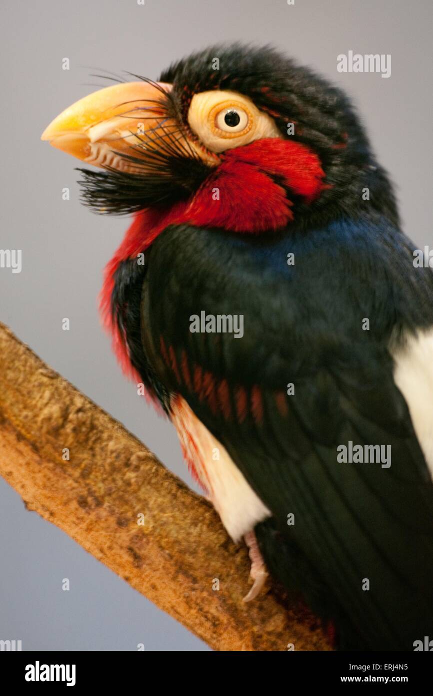 Bearded barbet hi-res stock photography and images - Alamy
