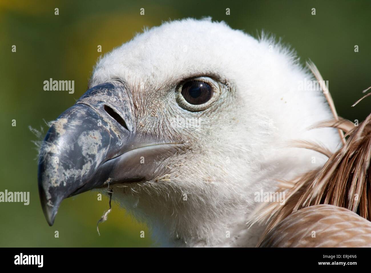 Griffons head hi-res stock photography and images - Alamy