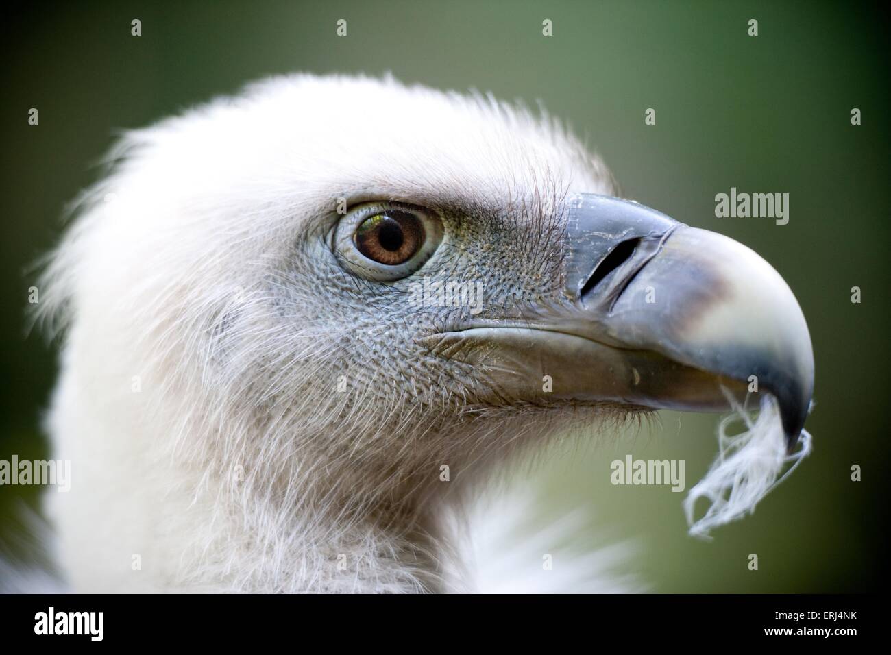 Griffons head hi-res stock photography and images - Alamy