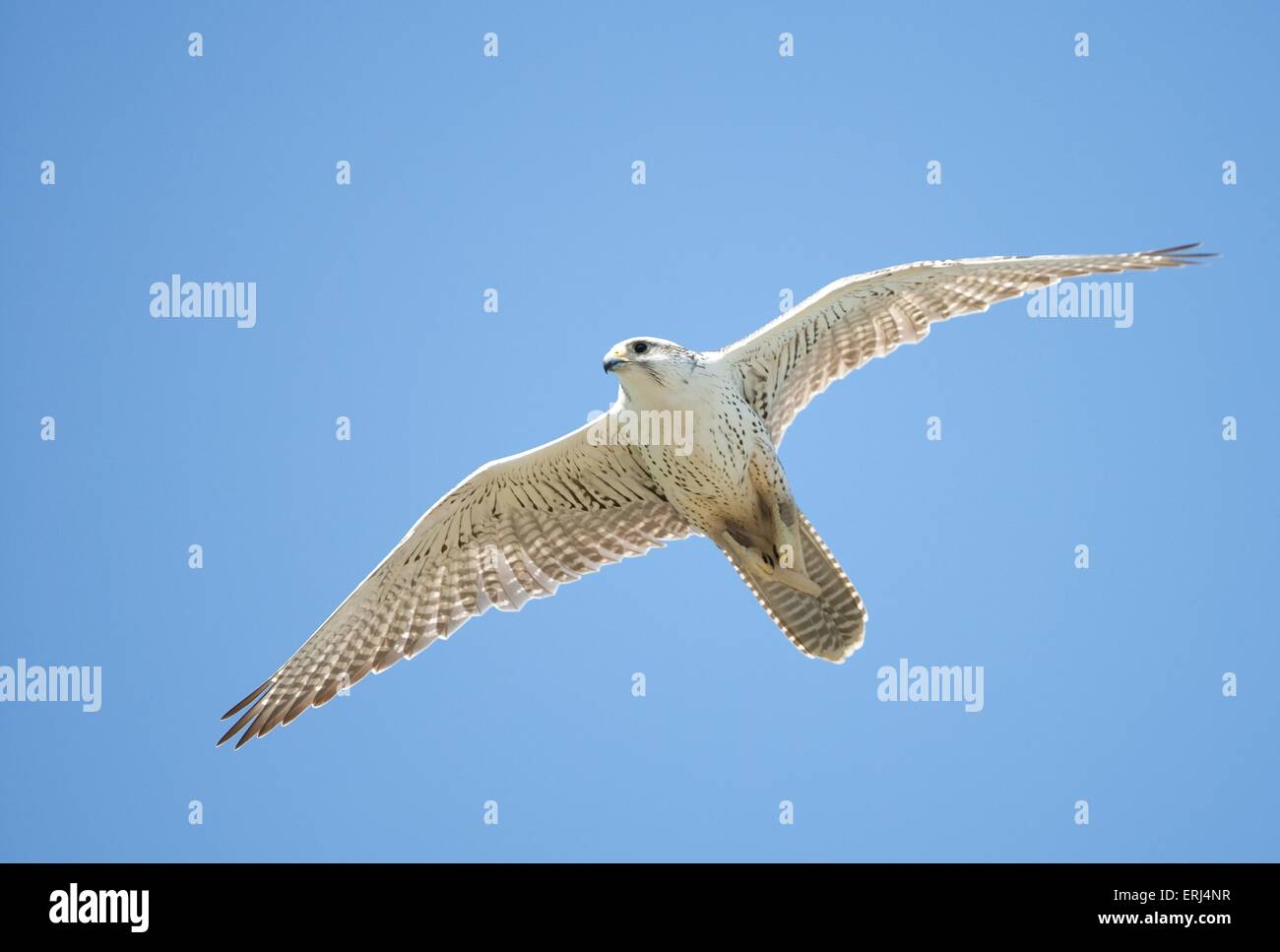 Gyr Falcon Flying High Resolution Stock Photography and Images - Alamy
