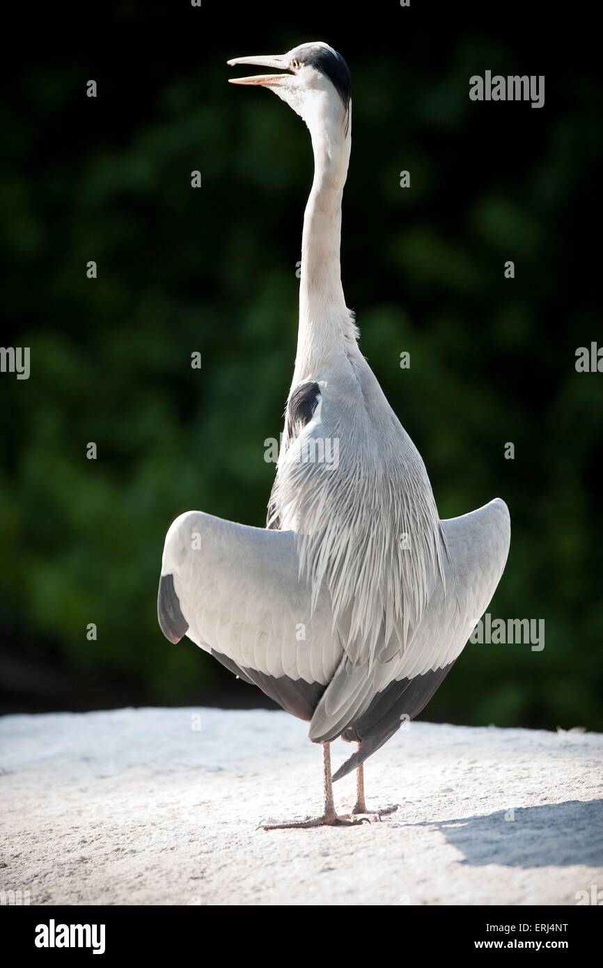 Heron rear view hi-res stock photography and images - Alamy